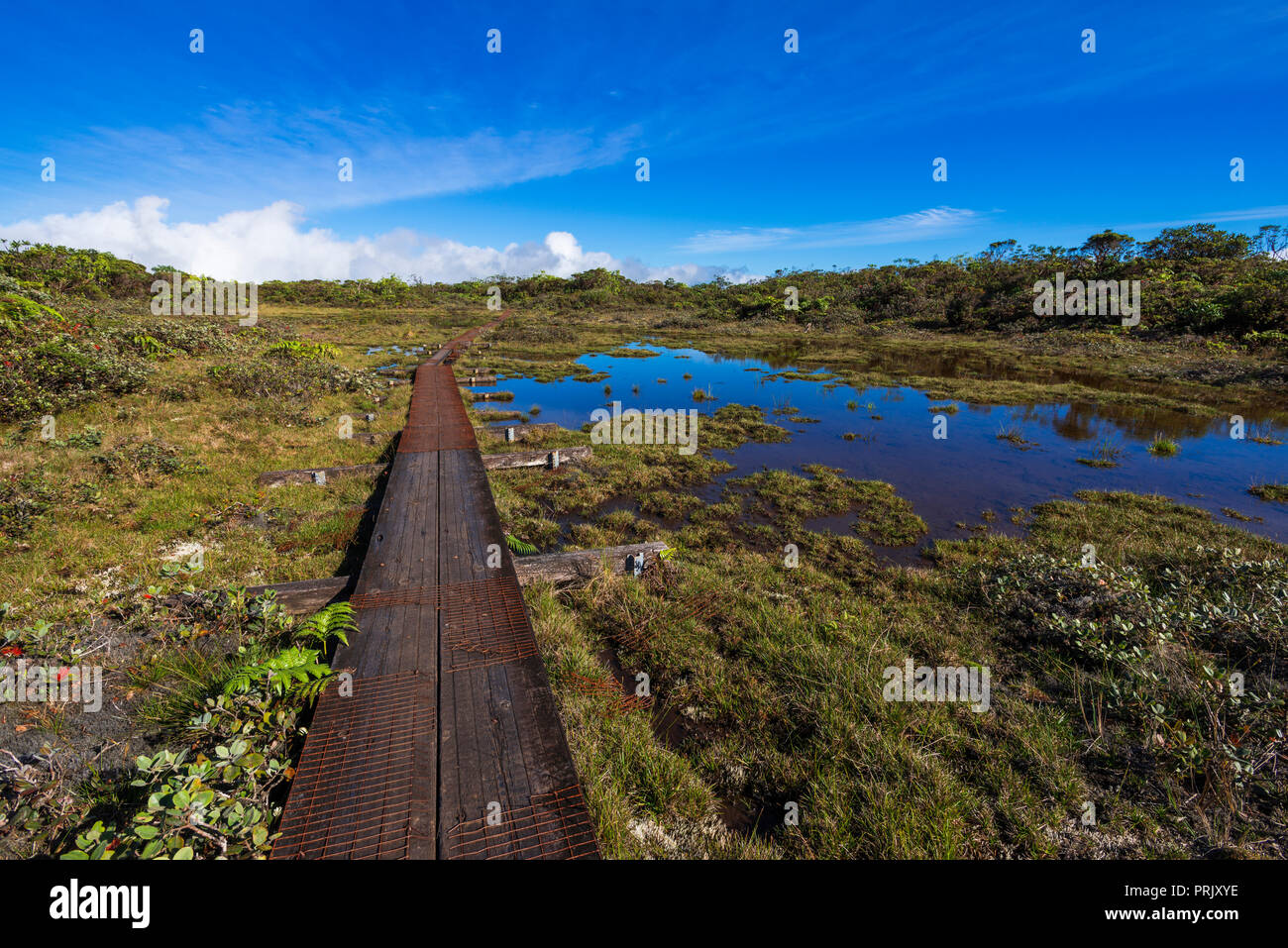 Boardwalk on the Alakai Swamp Trail, Kokee State Park, Kauai, Hawaii ...