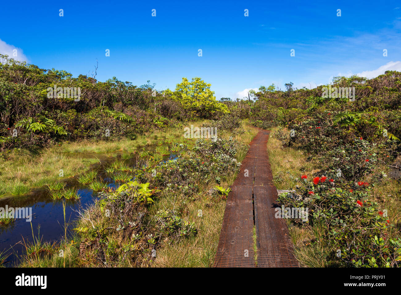 Boardwalk on the Alakai Swamp Trail, Kokee State Park, Kauai, Hawaii ...