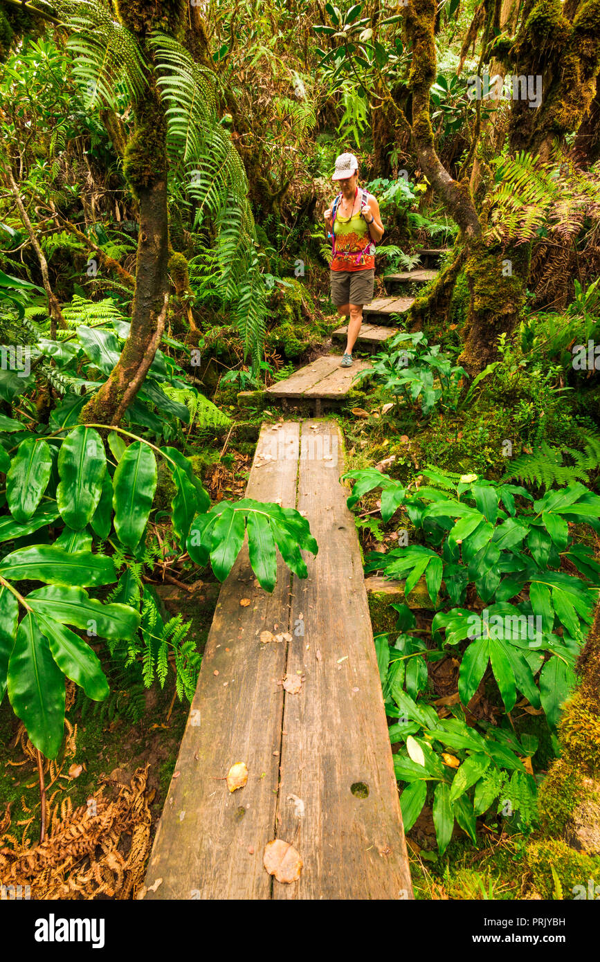 Hiker on the Alakai Swamp Trail, Kokee State Park, Kauai, Hawaii USA ...