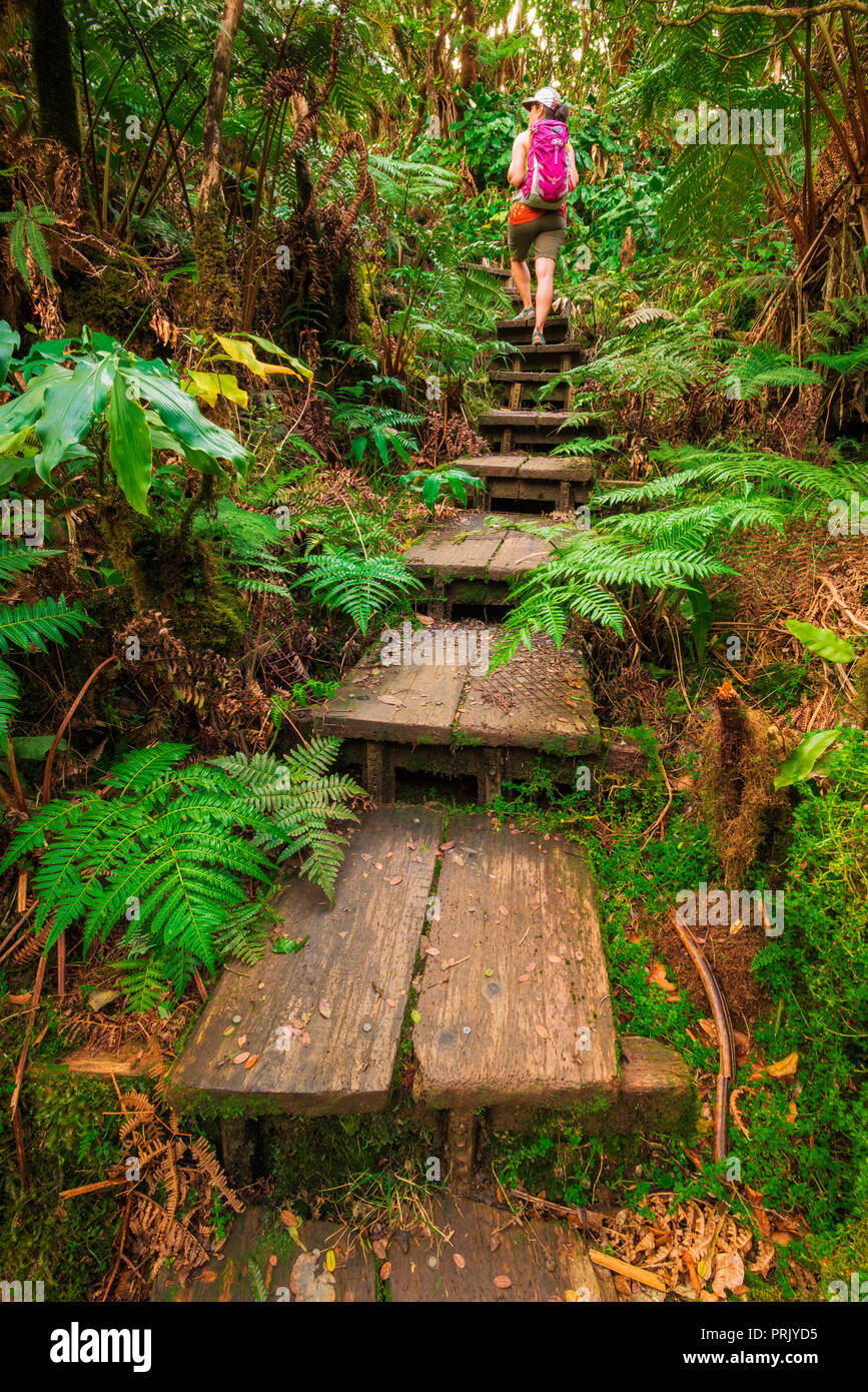 Hiker on the Alakai Swamp Trail, Kokee State Park, Kauai, Hawaii USA ...
