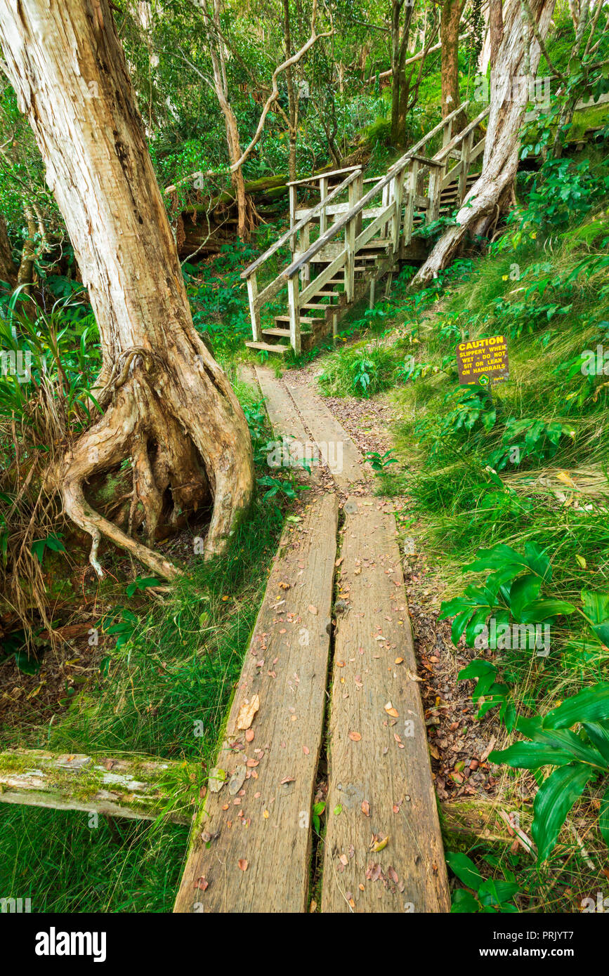 Boardwalk on the Alakai Swamp Trail, Kokee State Park, Kauai, Hawaii ...