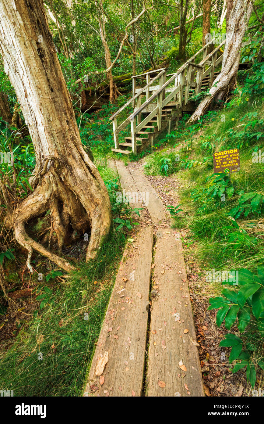 Boardwalk on the Alakai Swamp Trail, Kokee State Park, Kauai, Hawaii ...