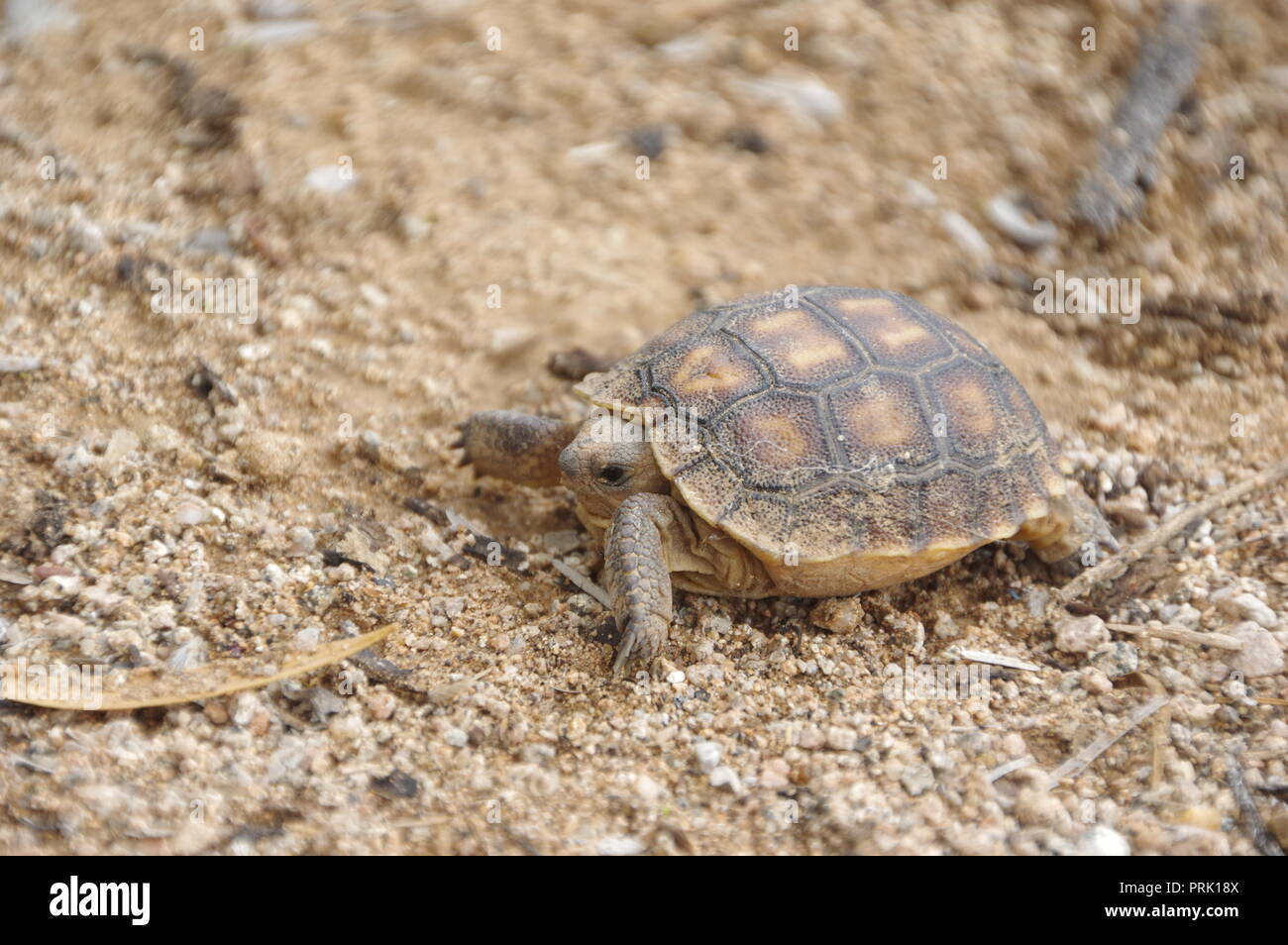 One young Desert Tortoise Stock Photo - Alamy