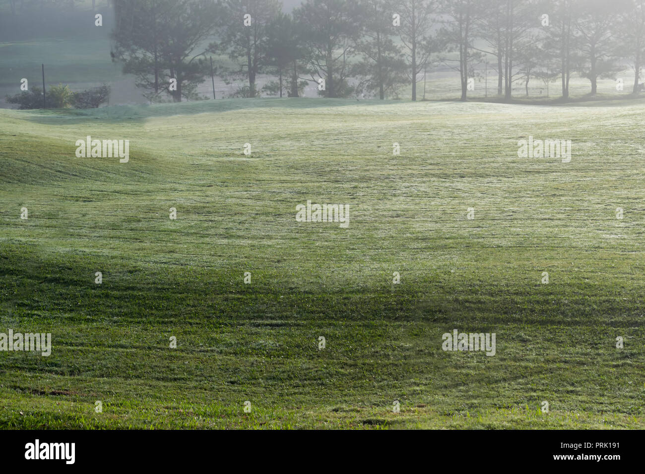 Background with beautiful green meadow and yellow sunlight, fog cover ...