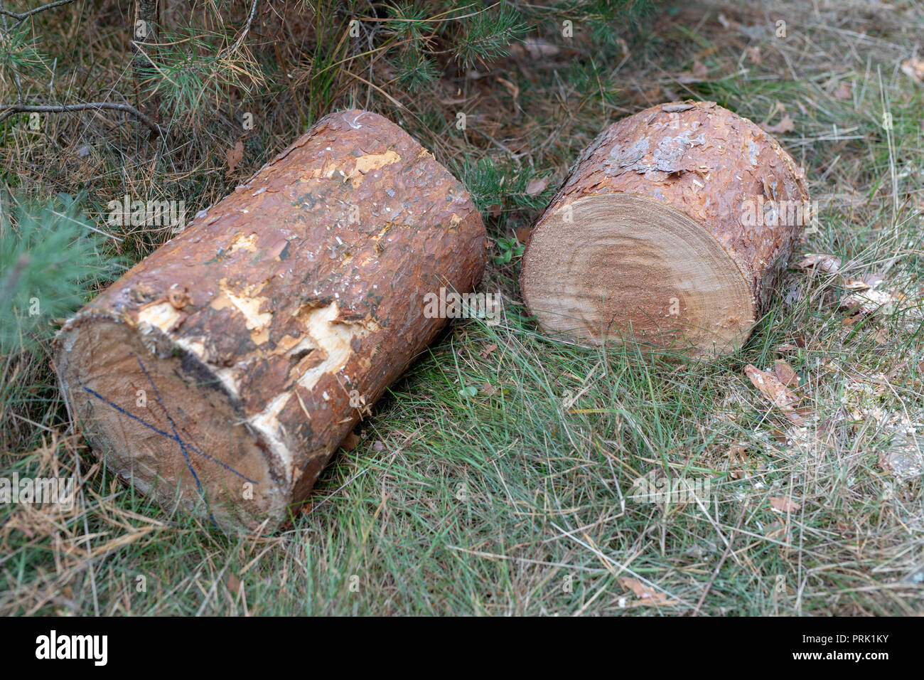 A tree trunk cut by a motorized saw. Pieces of pine wood in the forest ...