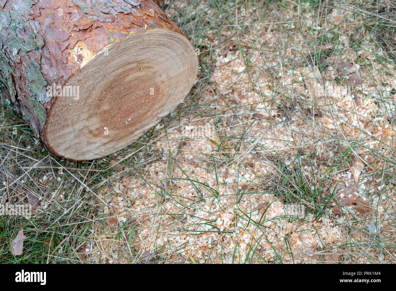 A tree trunk cut by a motorized saw. Pieces of pine wood in the forest ...