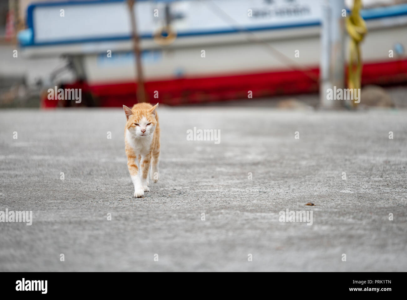 Ginger cat walking looking at camera hi-res stock photography and ...