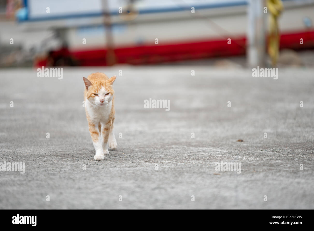 Cat facing ginger hi-res stock photography and images - Alamy