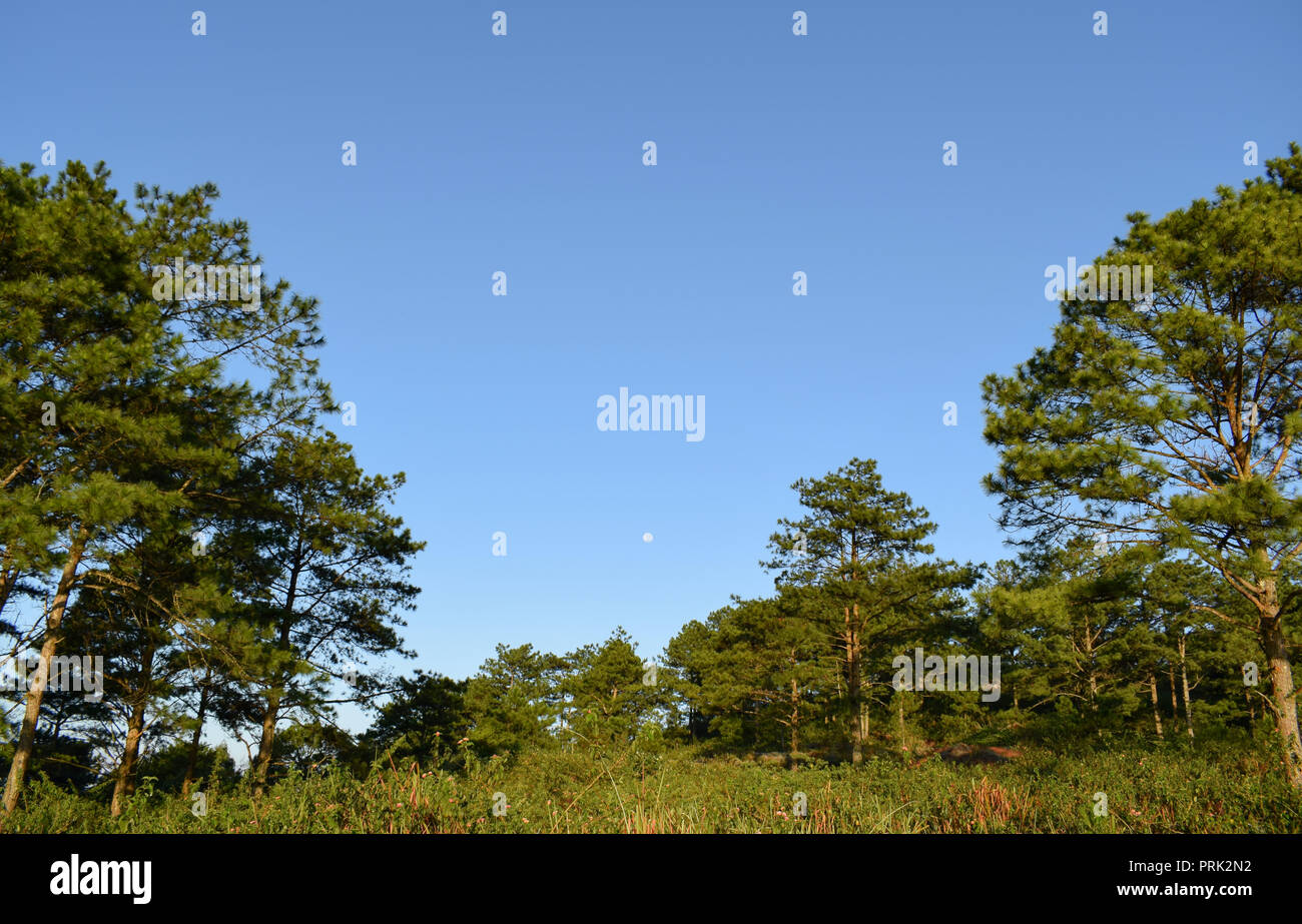 Moon pine tree forest sky hi-res stock photography and images - Alamy
