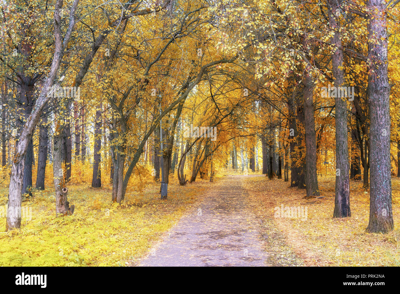 Fall forest hi-res stock photography and images - Alamy