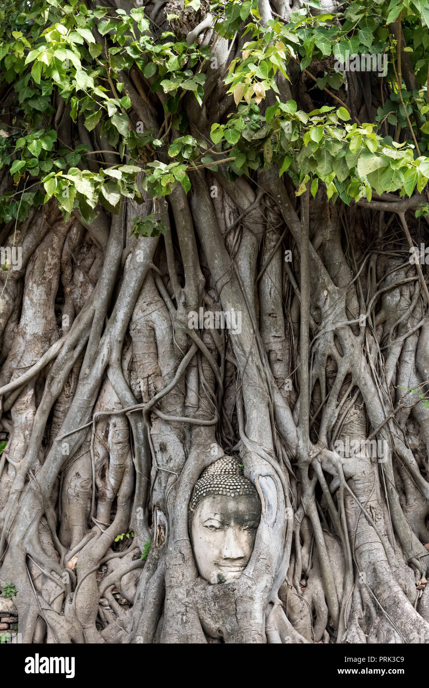 Stone head of Buddha embedded in trunks of trees with green foliage in ...