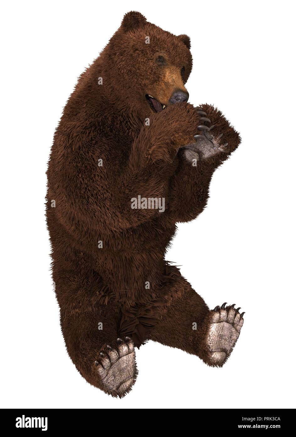 Grizzly Bear White Background