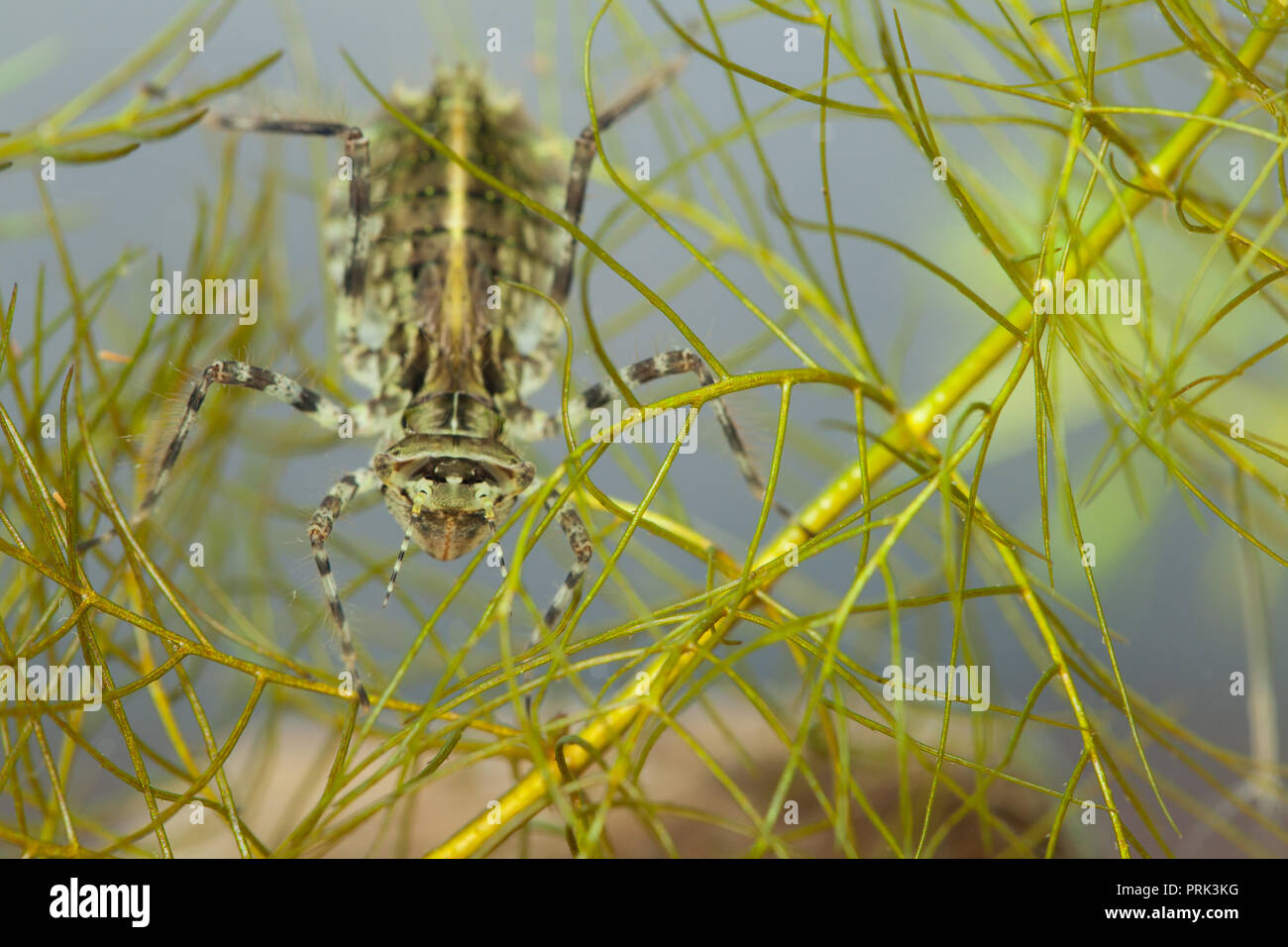 Emerald dragonfly larva Stock Photo - Alamy