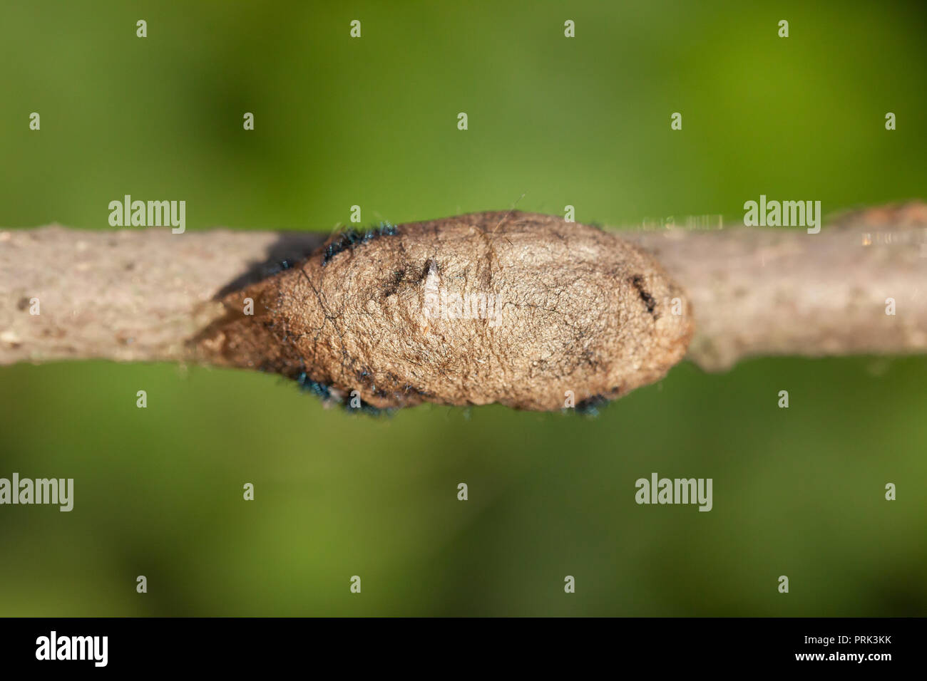 Pine-tree lappet pupae Stock Photo - Alamy
