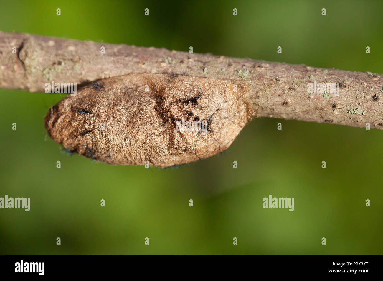 Pine lappet hi-res stock photography and images - Alamy