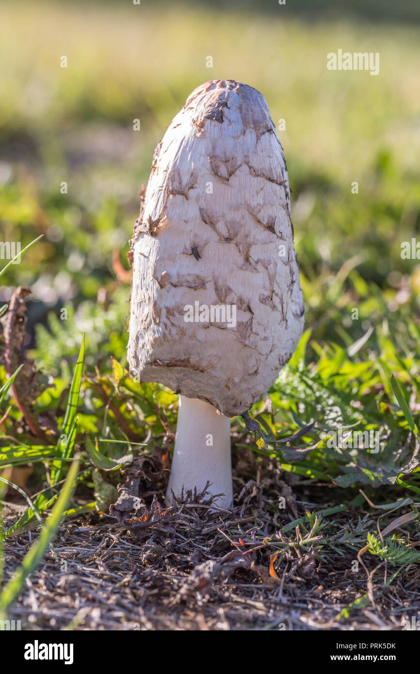 Ink cap fungus hi-res stock photography and images - Alamy