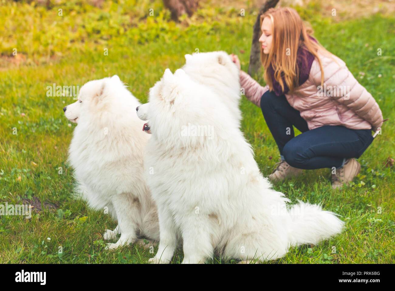 Samoyed hi-res stock photography and images - Alamy