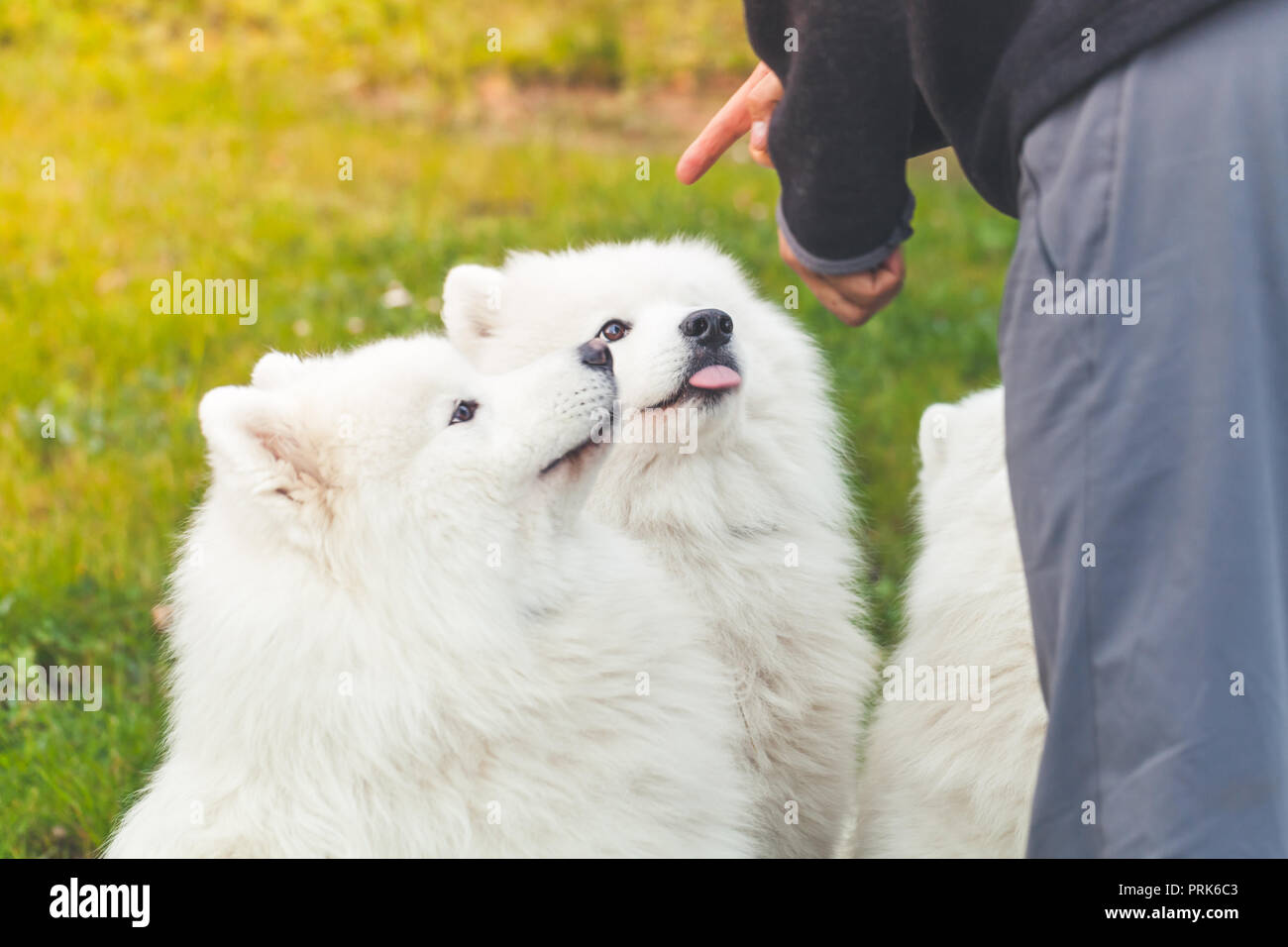White Samoyed dogs on a walk in autumn park Stock Photo - Alamy