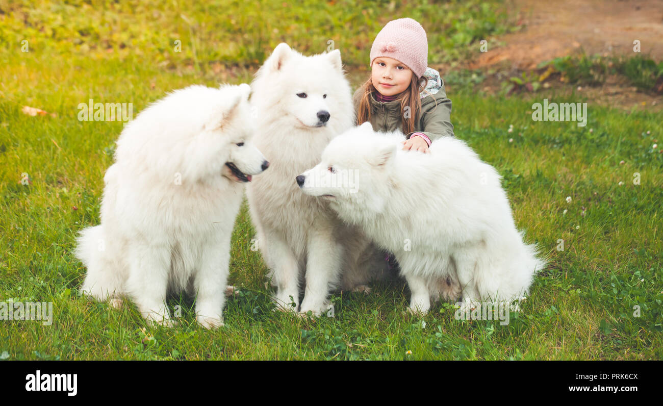 Little Caucasian girl walking with three white Samoyed dogs in autumn ...