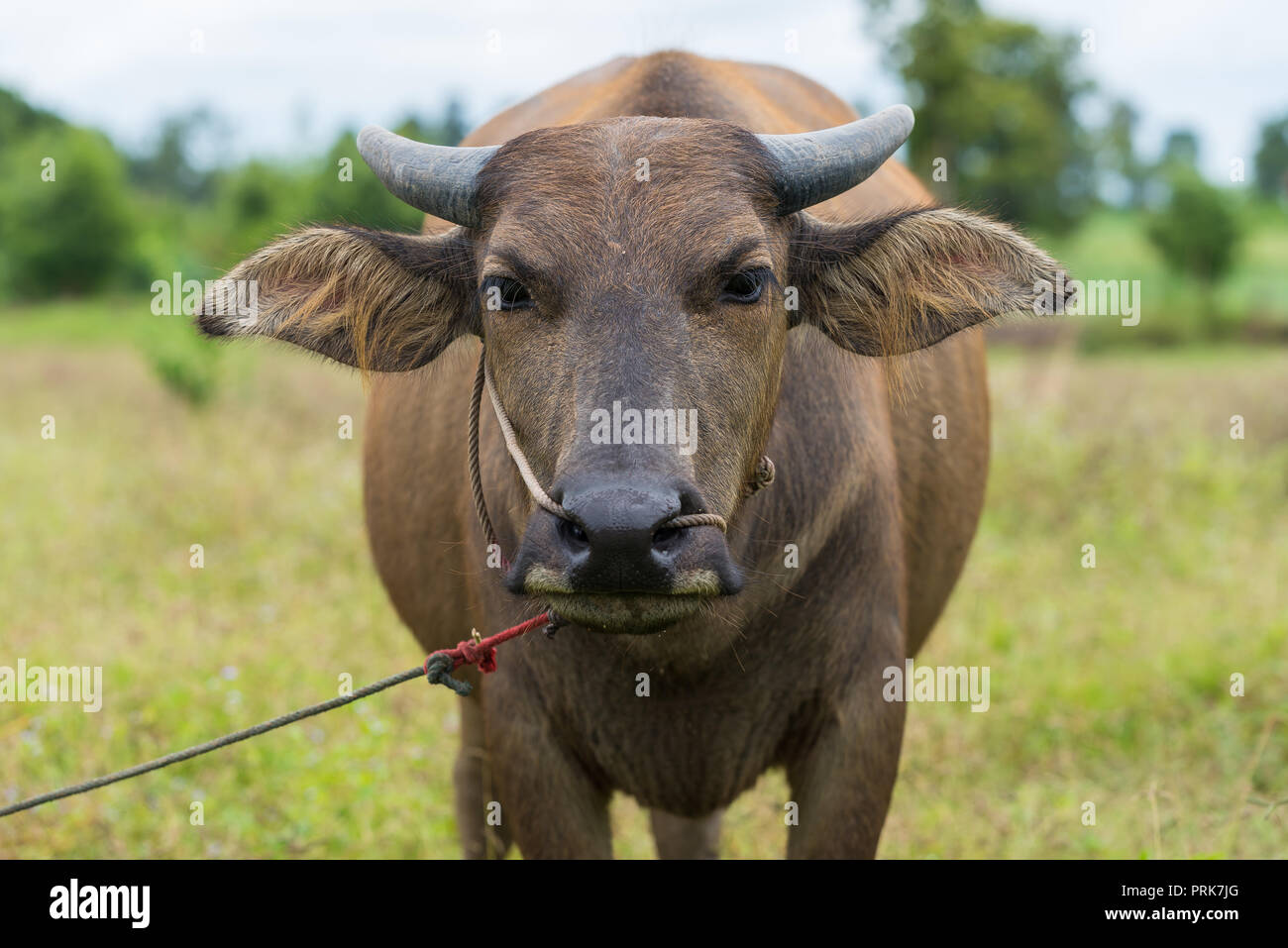 An one year old young water baffalo calf Stock Photo - Alamy