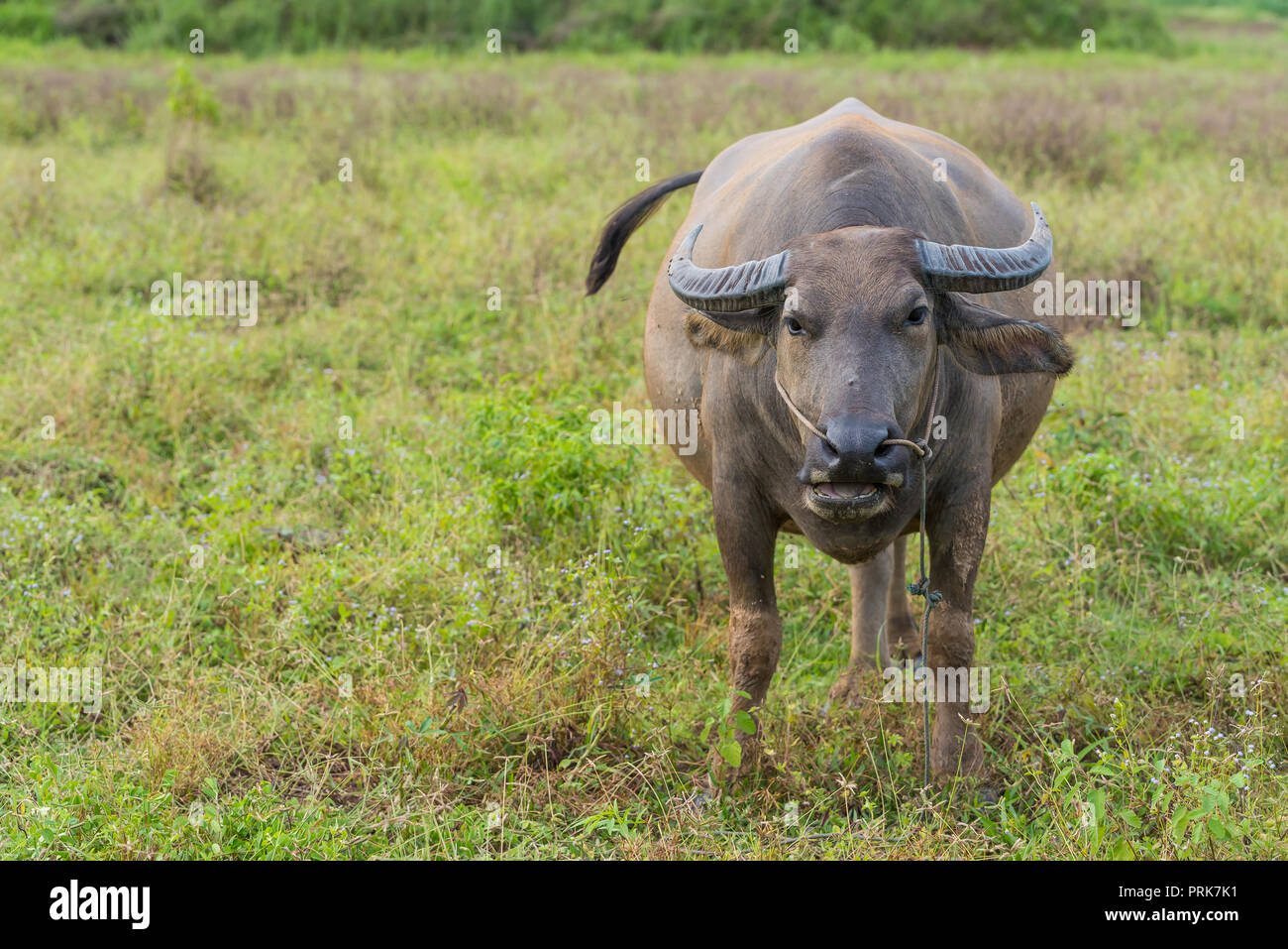 A female water buffalo with the nose rope isolated in the field Stock ...