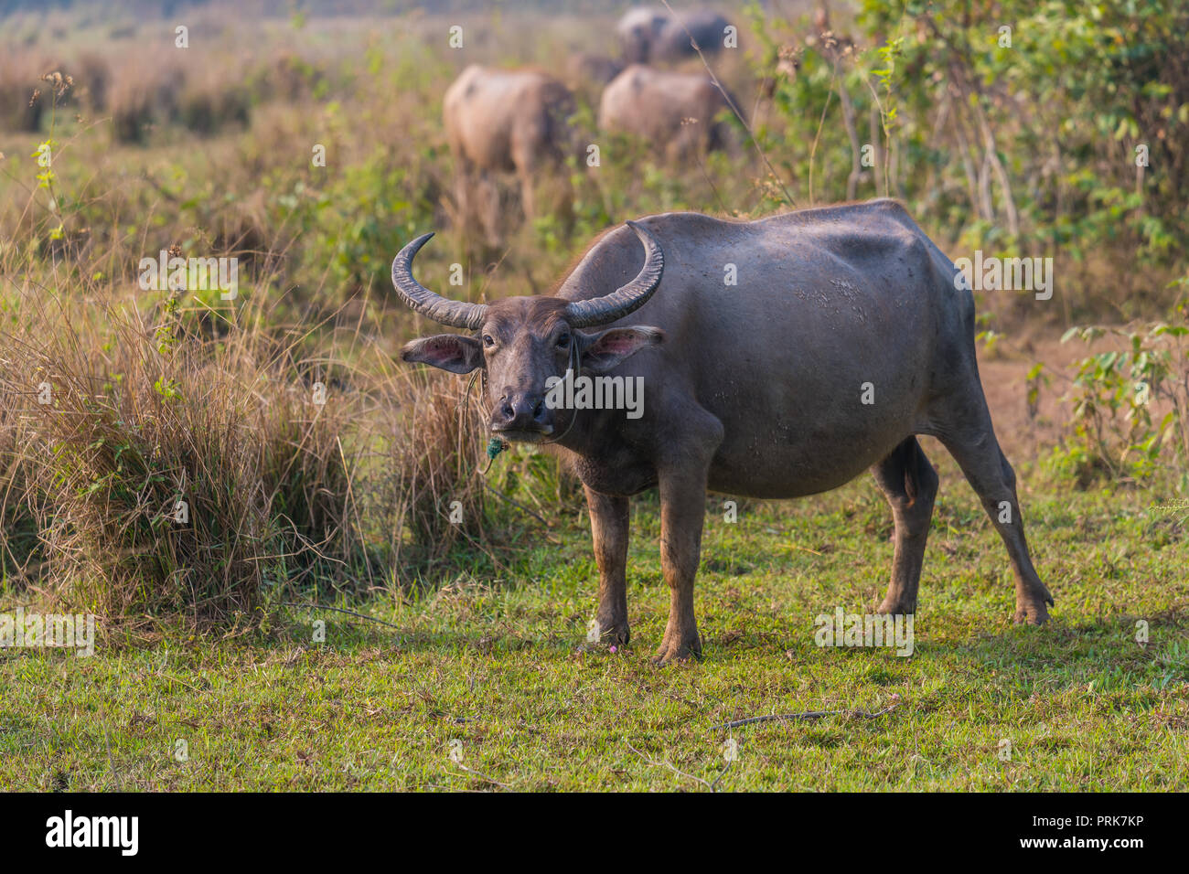 Thai female baffalo standing in the field with morning sunlight Stock ...