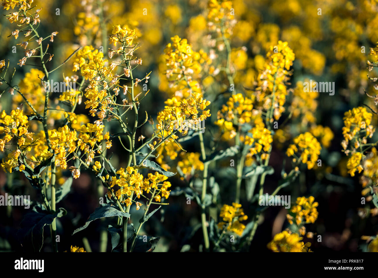 Canola flower hi-res stock photography and images - Alamy