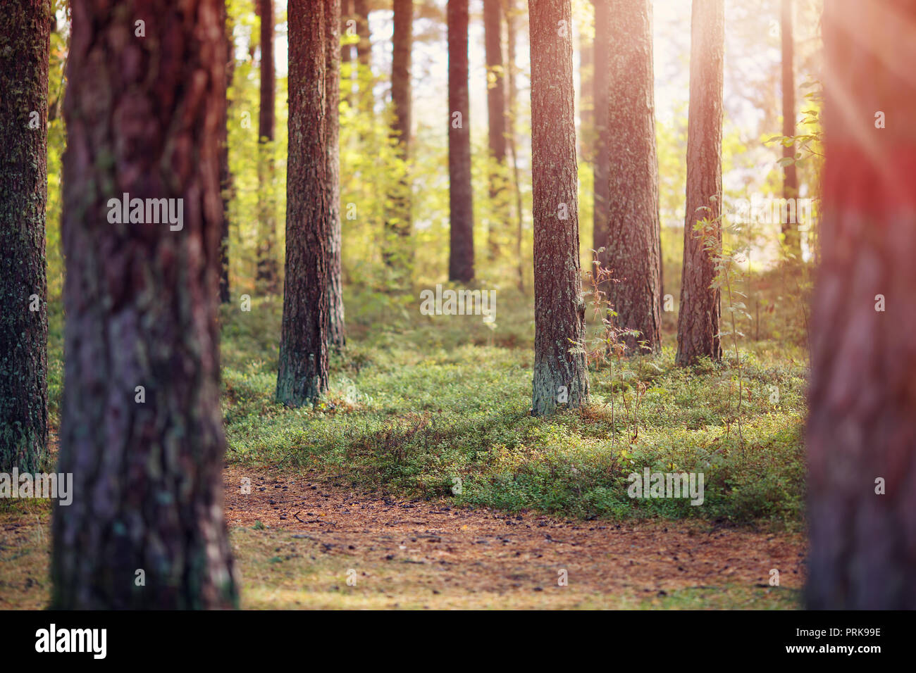 Pine forest in early hi-res stock photography and images - Alamy