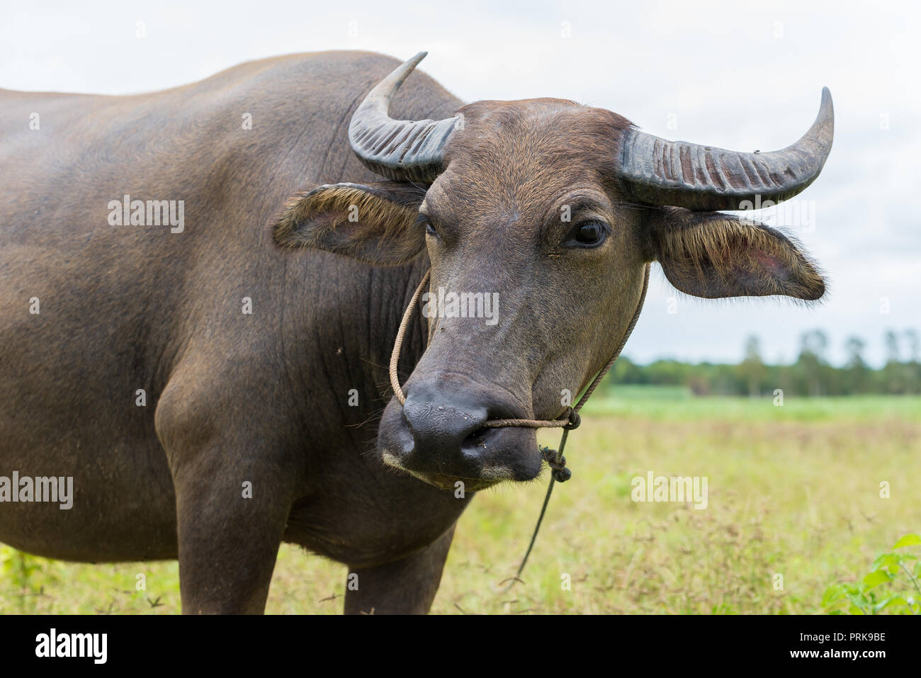 A female water buffalo with the nose rope isolated in the field Stock ...