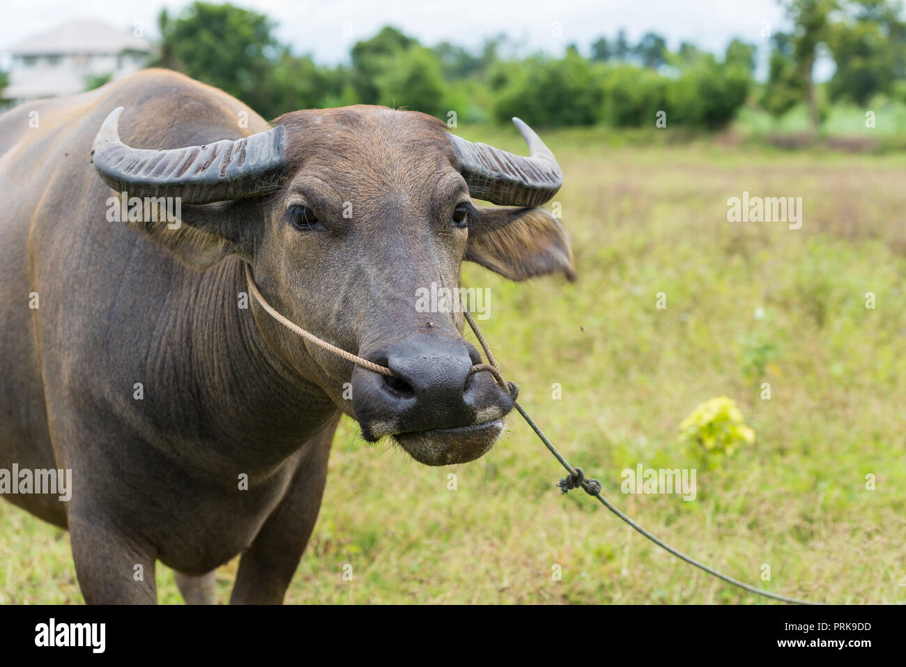 Nose rope hi-res stock photography and images - Alamy