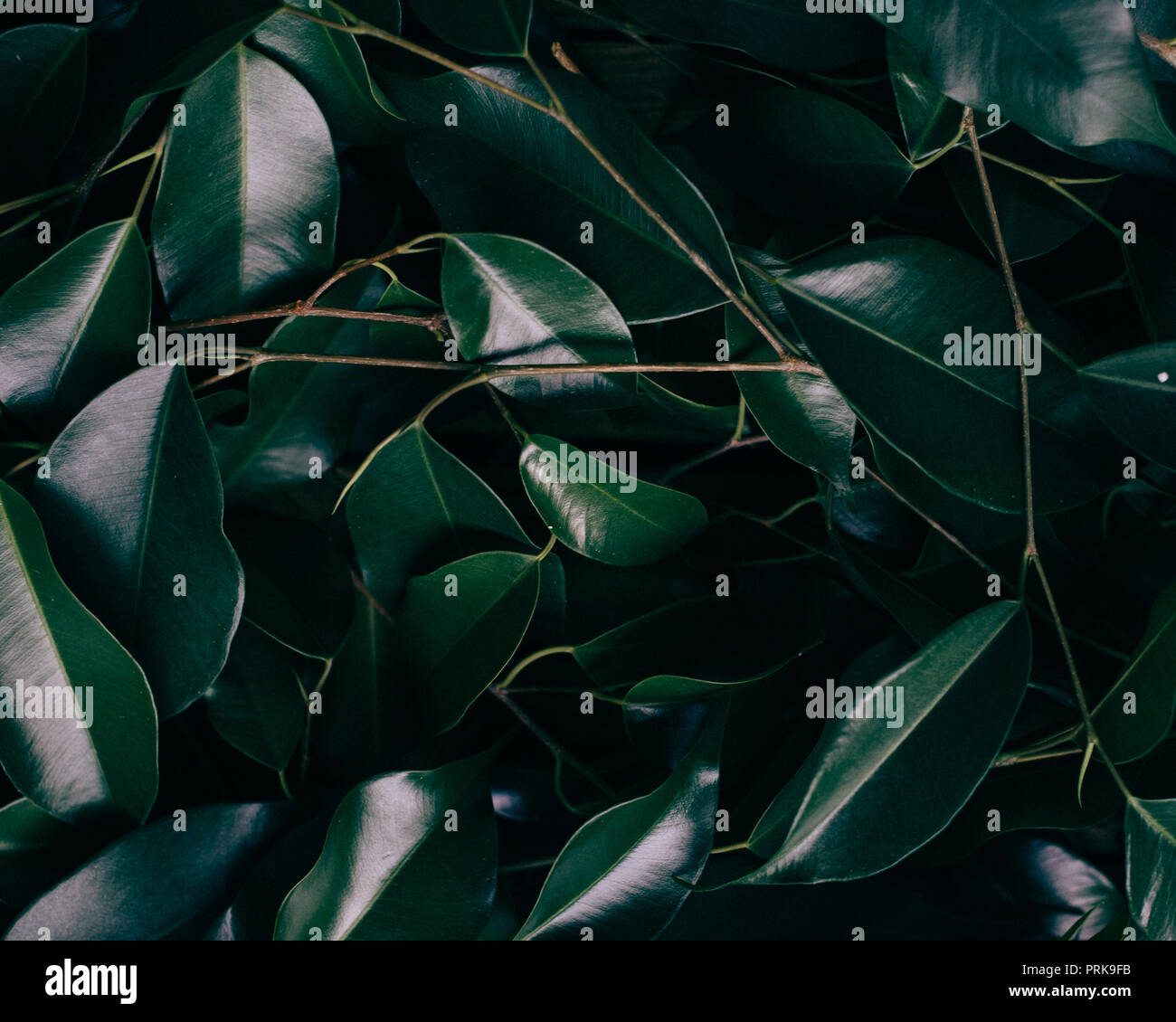 Ficus logo hi-res stock photography and images - Alamy