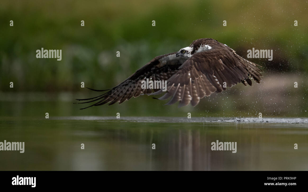 Osprey catching a Fish Stock Photo - Alamy