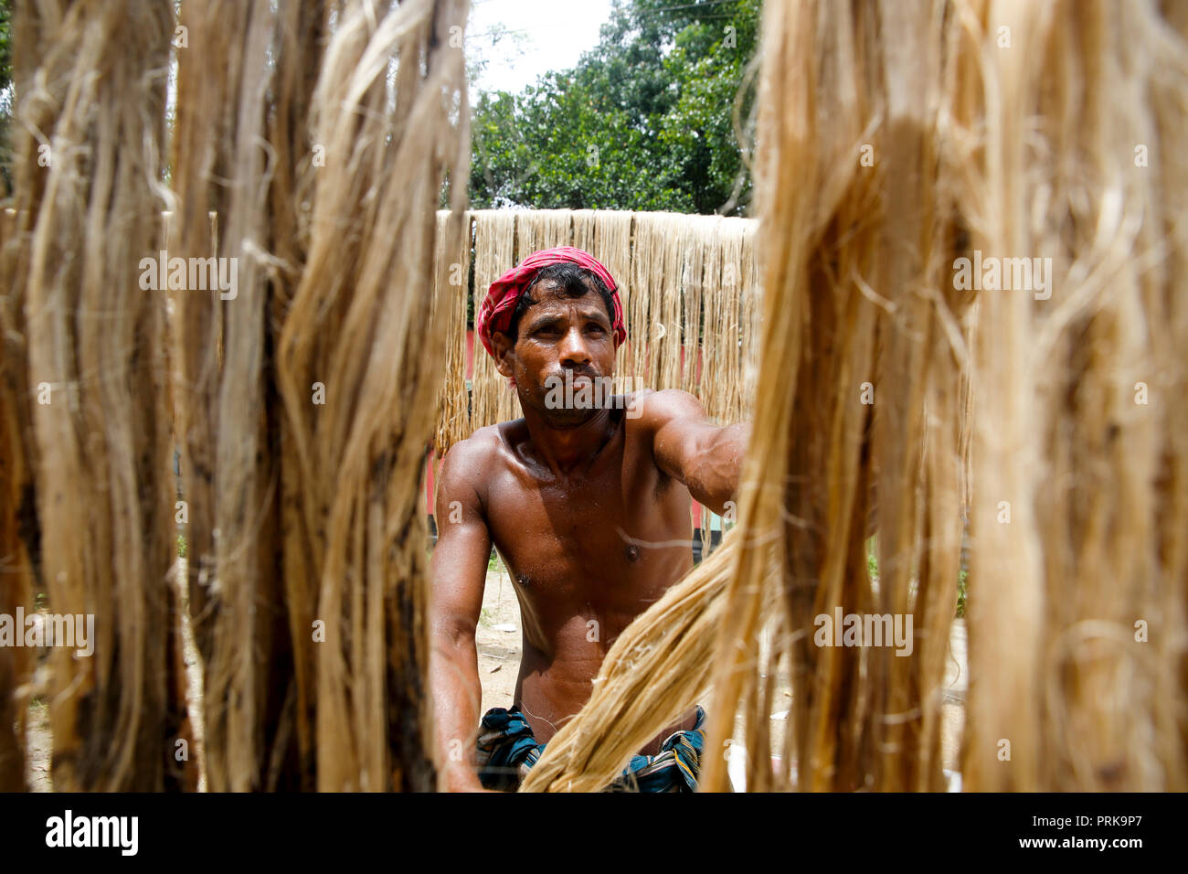 A man dries jute fibres at Modhukhali in Faridpur, Bangladesh Stock ...