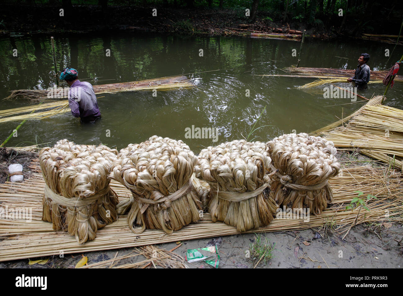 Farmers washing jute fibres at Modhukhali in Faridpur, Bangladesh Stock ...