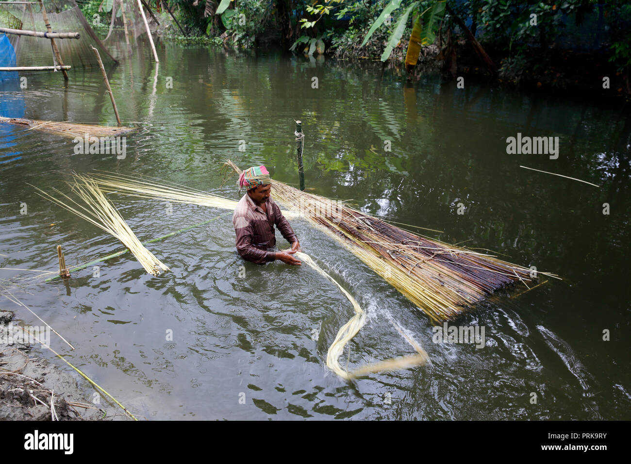 A farmer washing jute fibres at Modhukhali in Faridpur, Bangladesh Stock Photo - Alamy