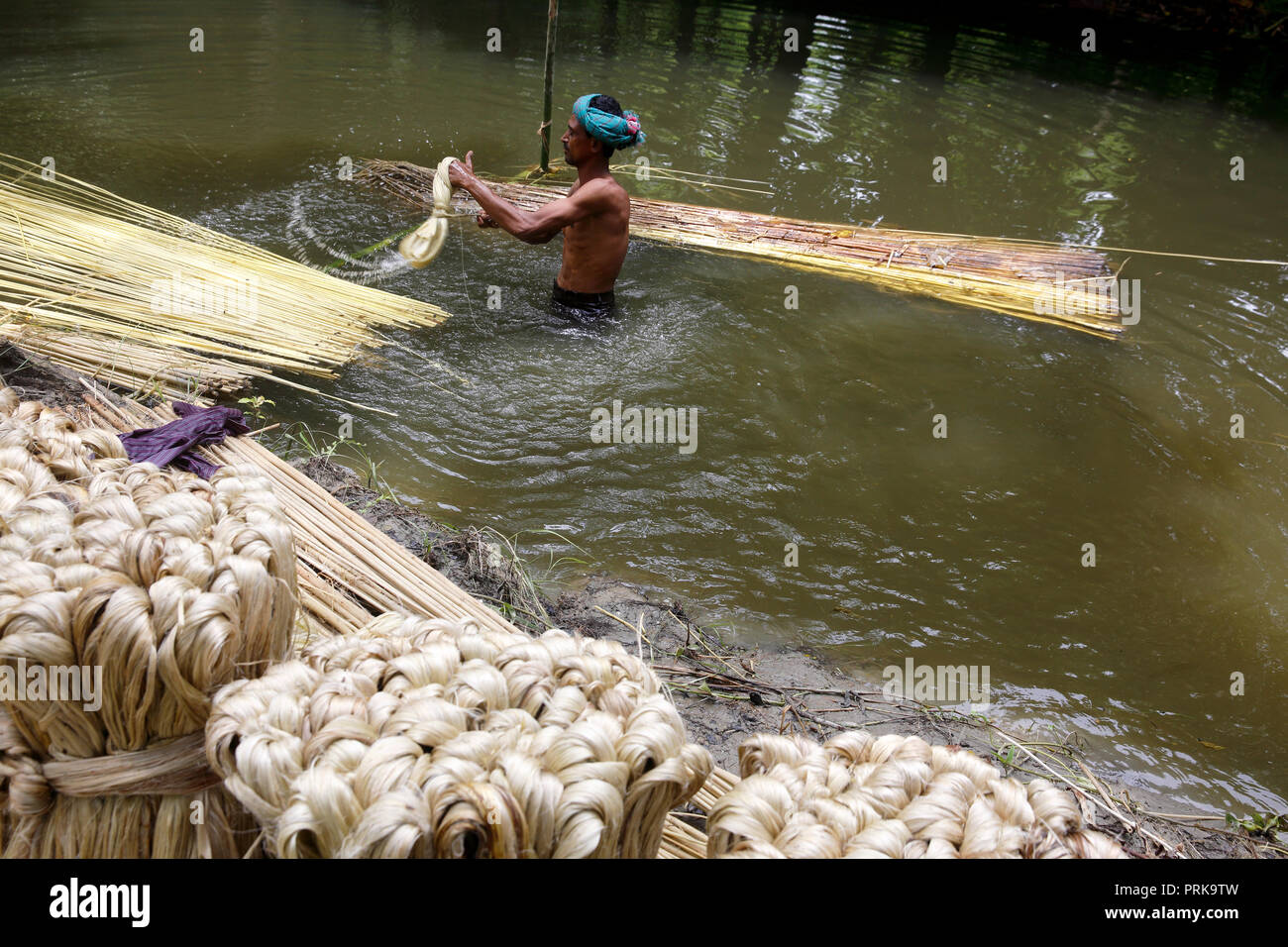 A farmer washing jute fibres at Modhukhali in Faridpur, Bangladesh ...