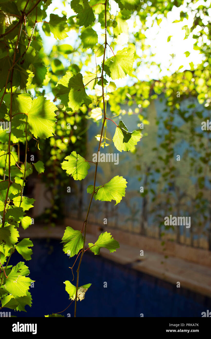 Grape leaves decorating the pool and painted wall. Santa Fe de ...
