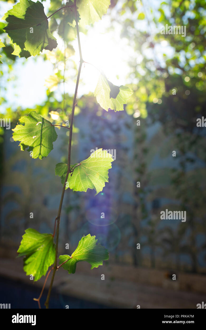 Light glinting through leaves hi-res stock photography and images - Alamy