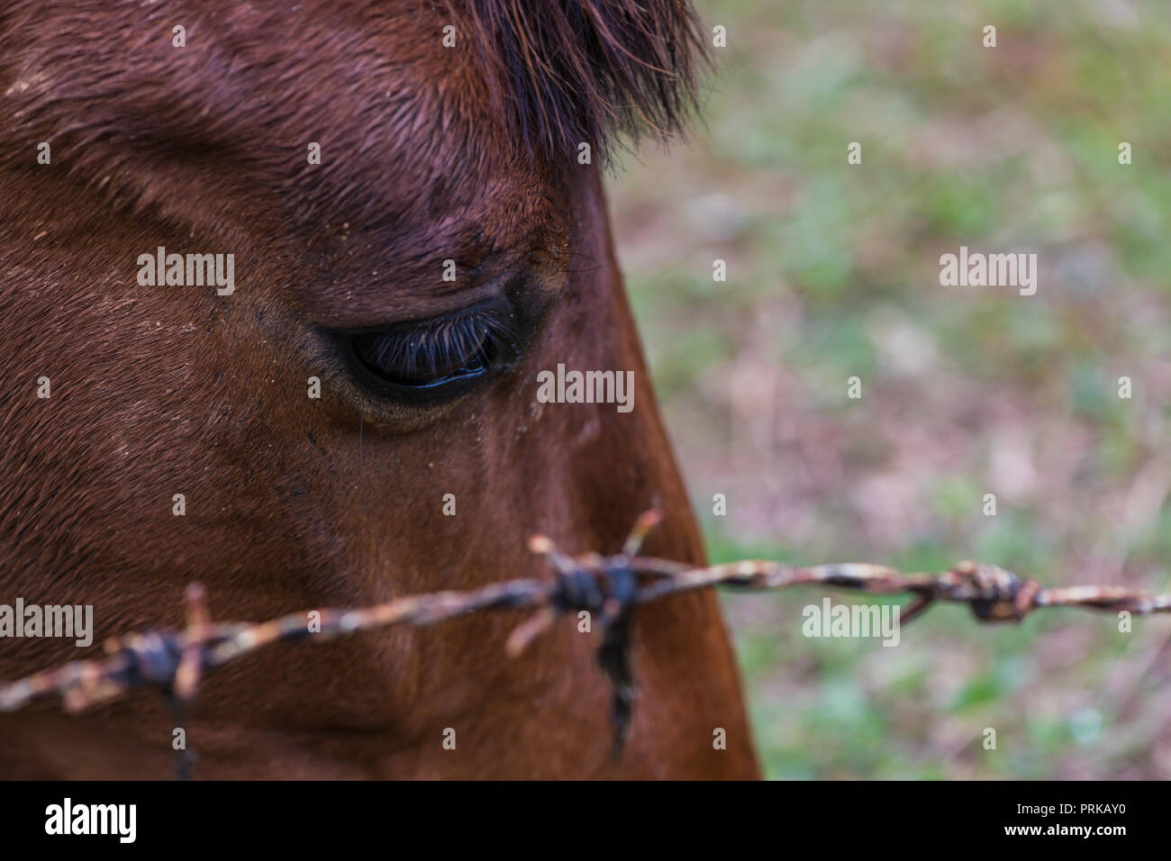 Barb horse hi-res stock photography and images - Alamy