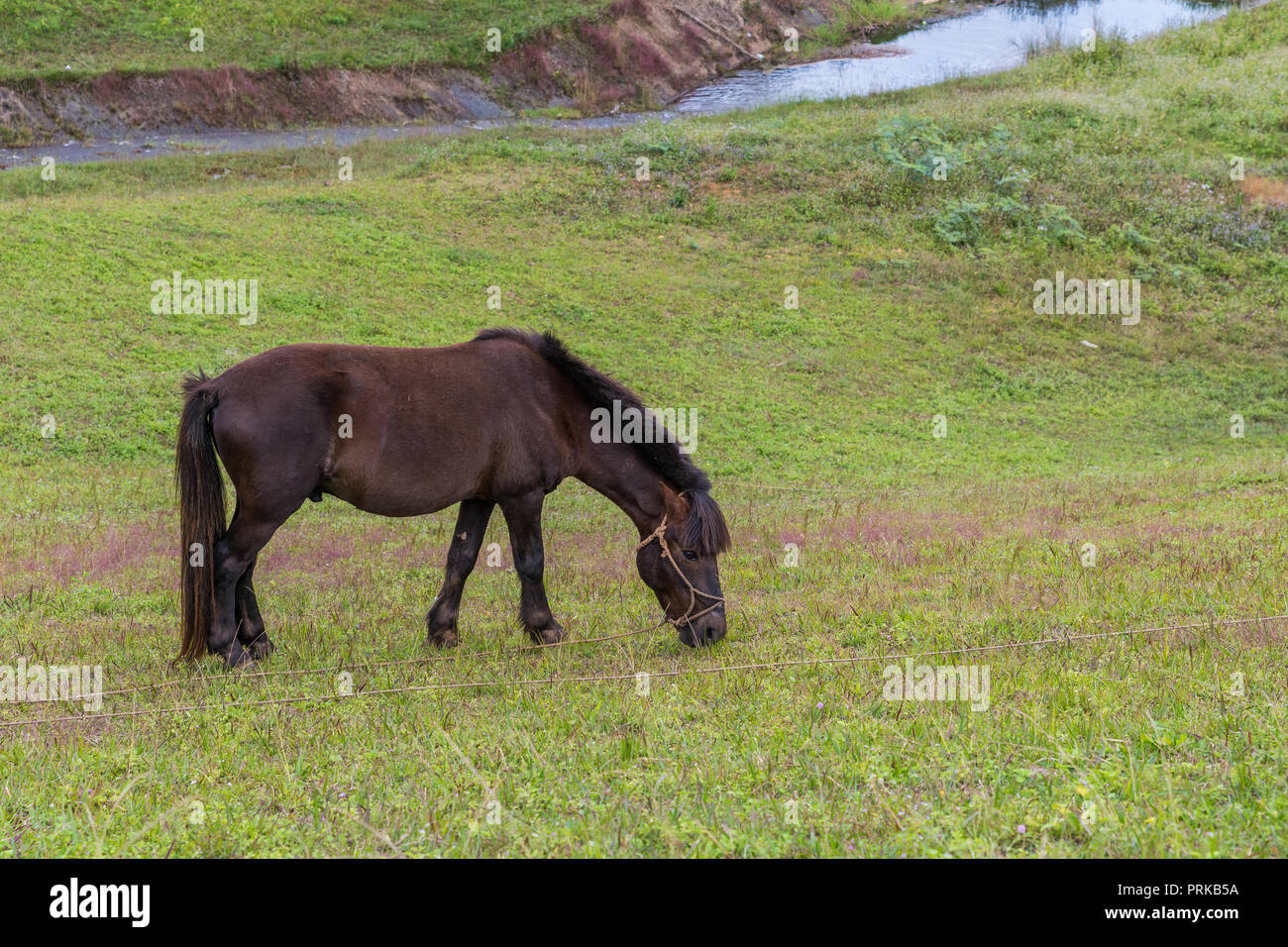 Dark brown pony hi-res stock photography and images - Alamy
