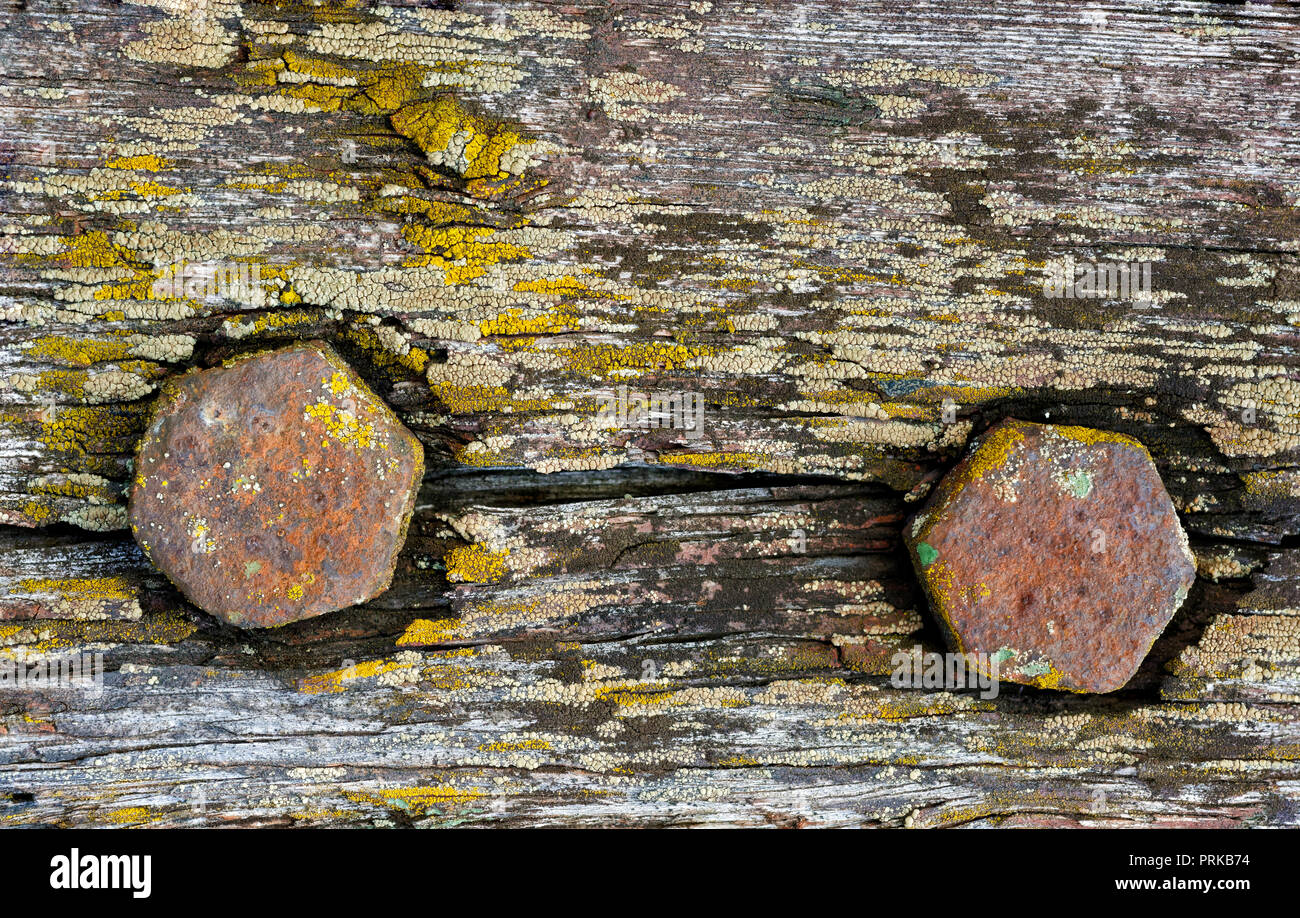 Backgrounds and textures: two rusty screws in old weathered wooden ...