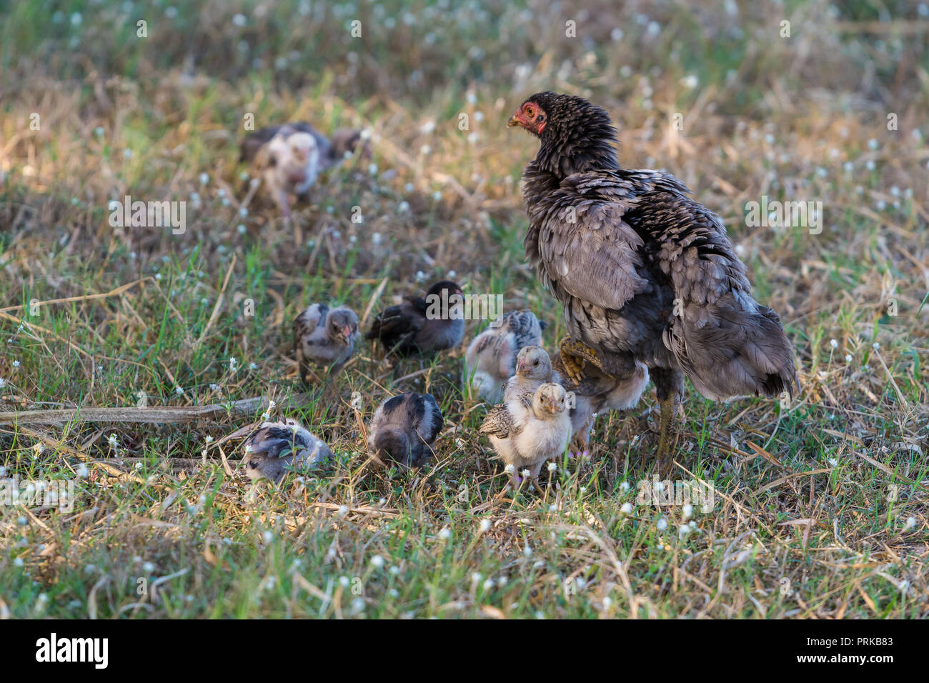 A young hen teaches her chicks to find food from the ground Stock Photo ...