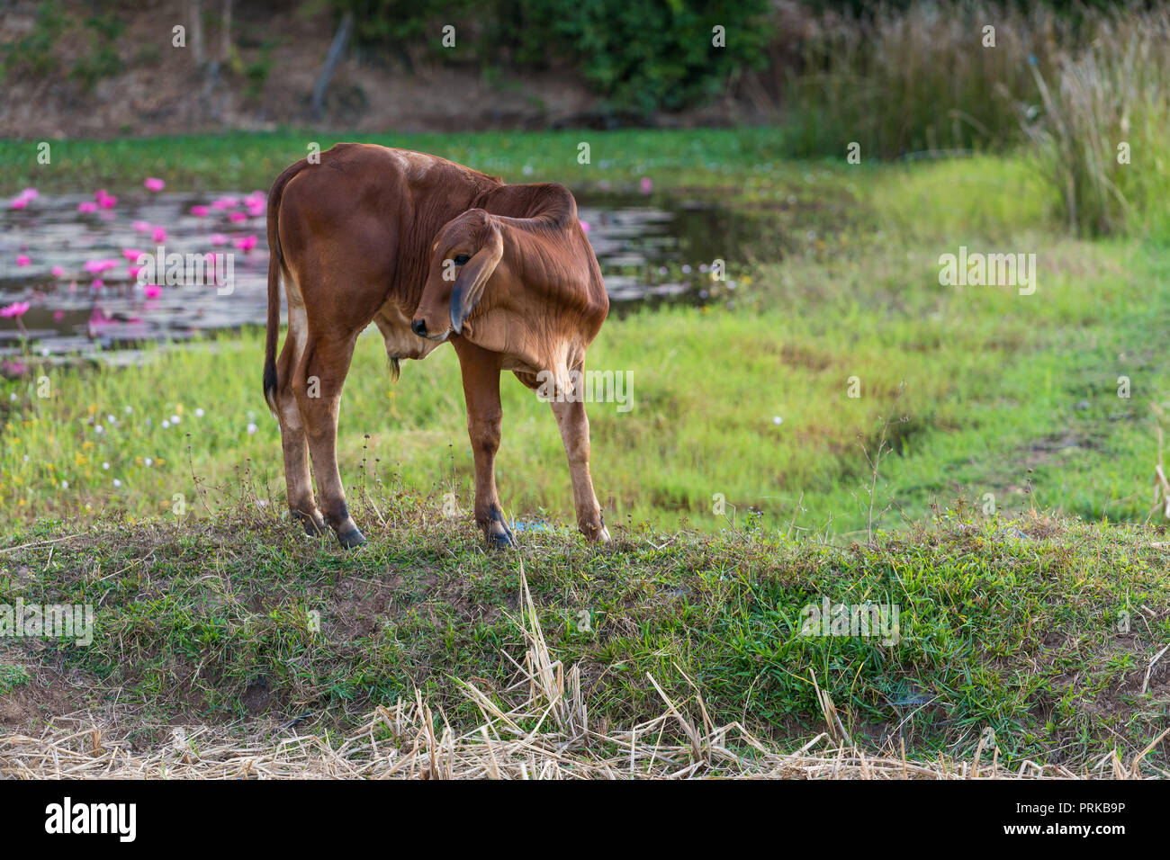 Calf at back of field hi-res stock photography and images - Alamy