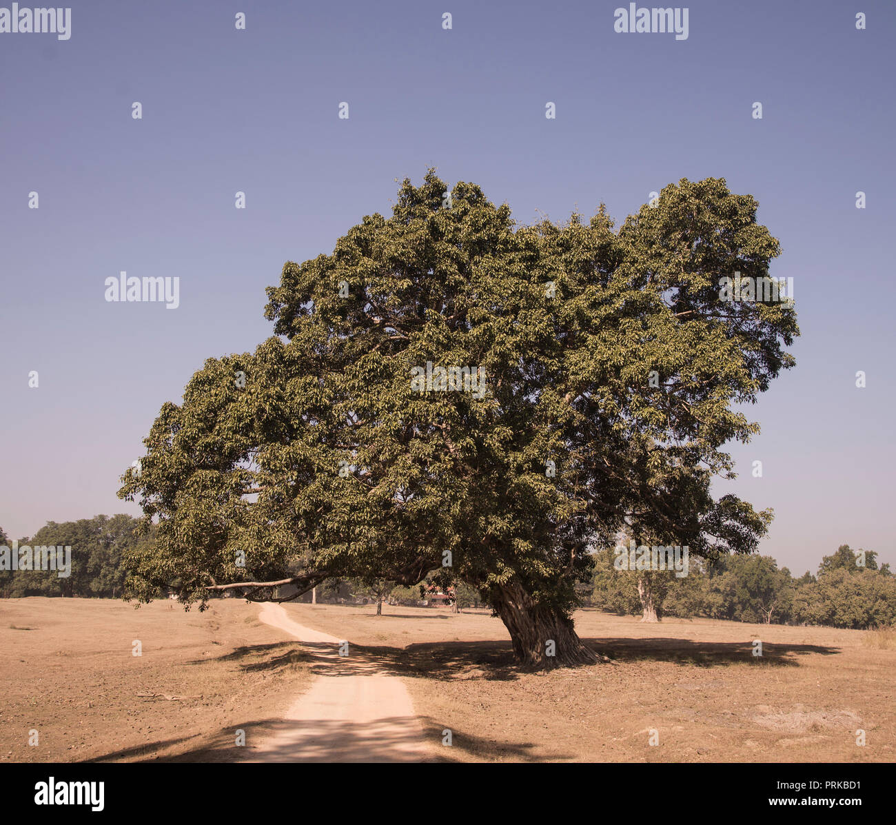 Kanha National Park,Kanha meadow,Mango tree,in middle ,of Kanha meadows ...