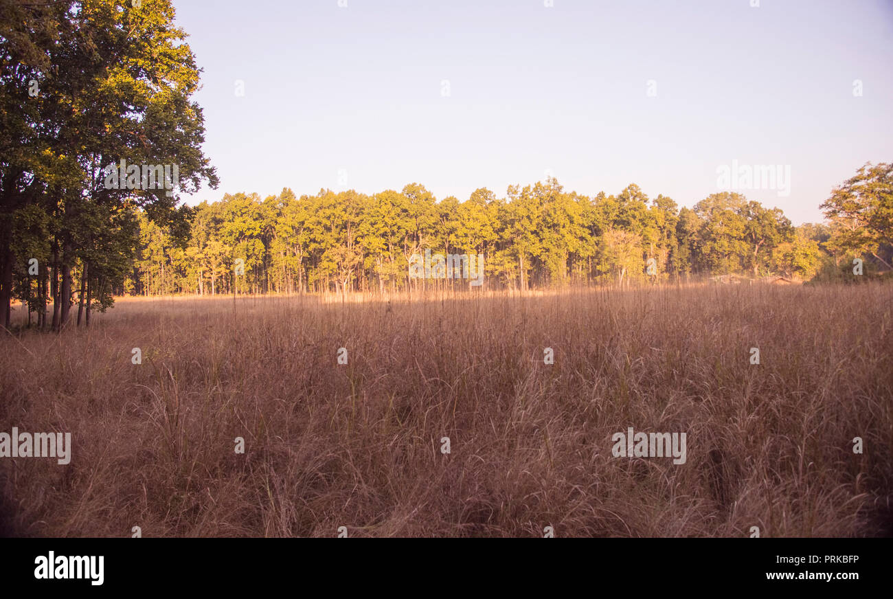 Sal trees hi-res stock photography and images - Alamy