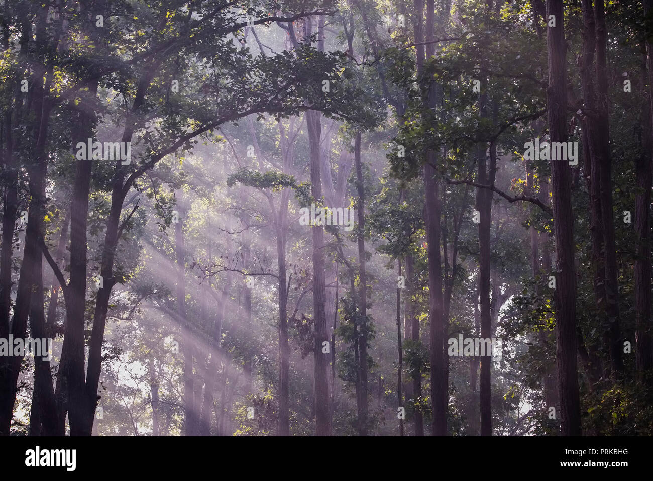 The sal tree hi-res stock photography and images - Alamy