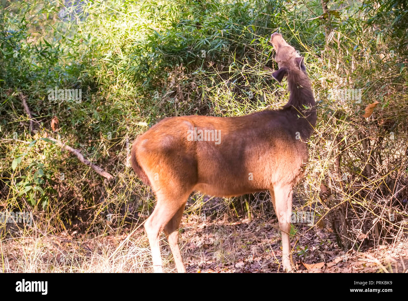 Bamboo m hi-res stock photography and images - Alamy