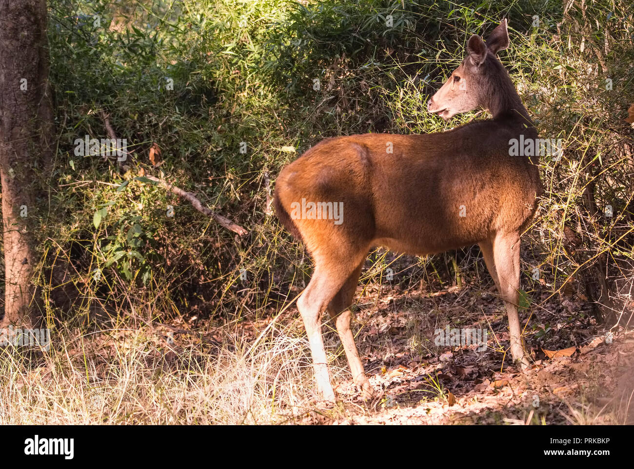 Kanha national park deer hi-res stock photography and images - Alamy