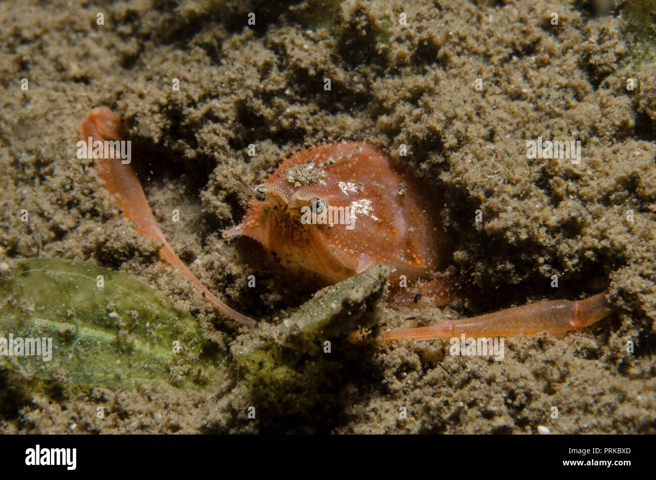 Fleeting Purse Crab, Myra fugax, Leucosiidae, Anilao, Batangas ...