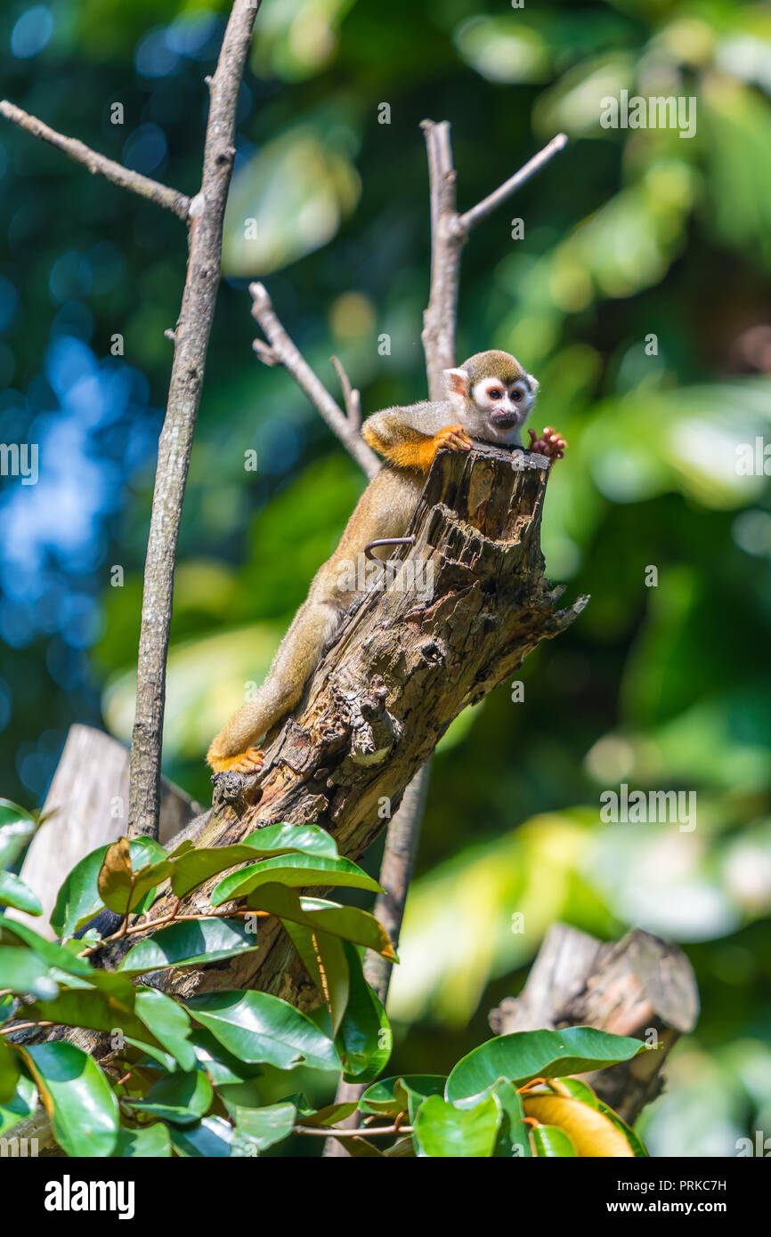 A squirrel monkey lean on the tree branch Stock Photo - Alamy